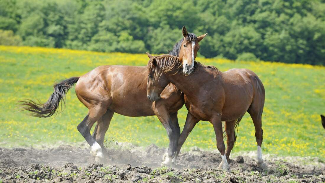 Zwerchfell beim Pferd: Was tun bei einem Zwerchfellbruch? | cavallo.de