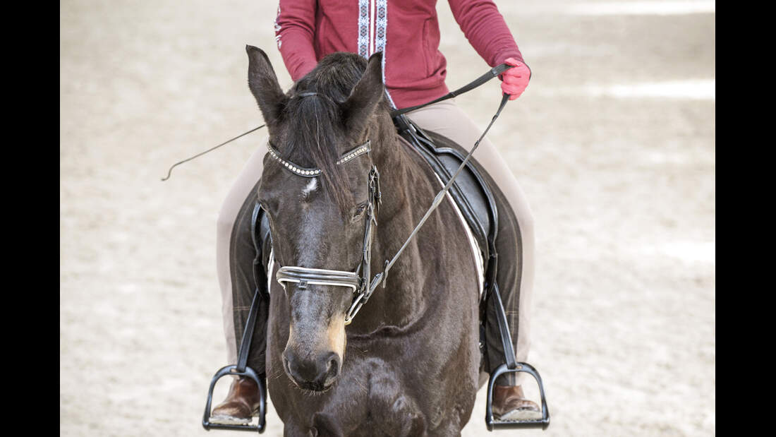 So schicken Sie Ihr Pferd richtig seitwärts | cavallo.de
