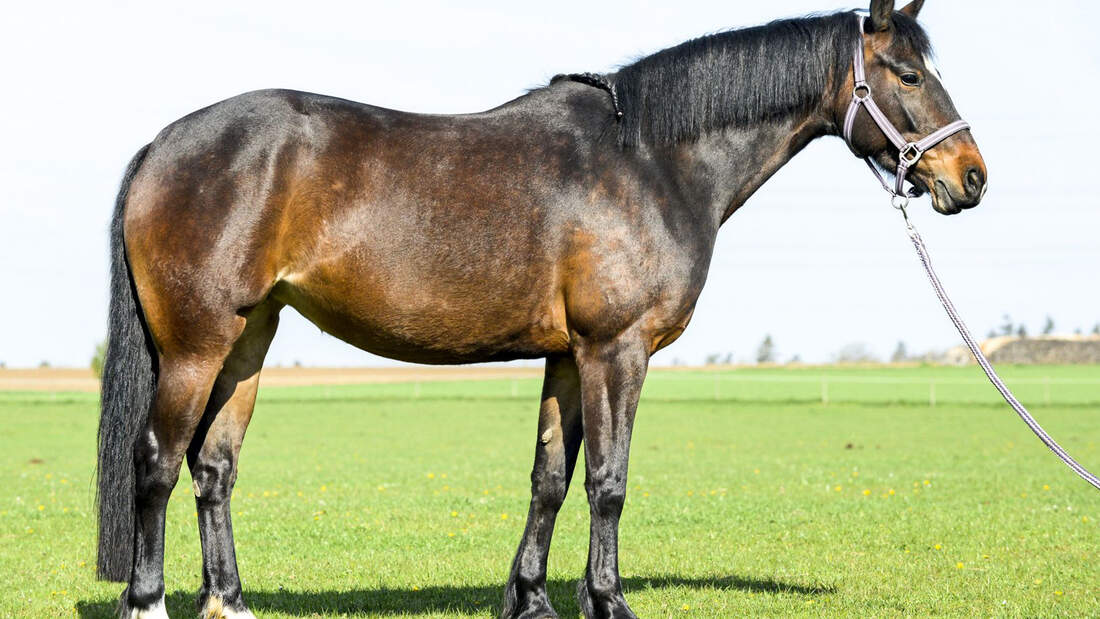 Pferde-Figur-Quiz: Dick, dünn oder genau richtig? | cavallo.de