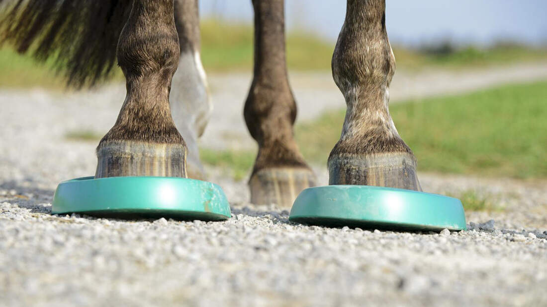 Balance Pads für Pferde: Effektive Übungen und Erfahrungen