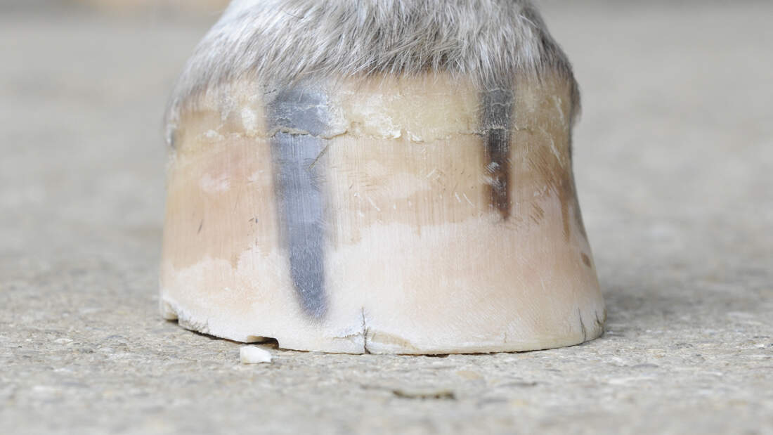 Selen für Pferde: Mangel oder Überversorgung?