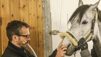 Was tun bei Schlundverstopfung? | cavallo.de