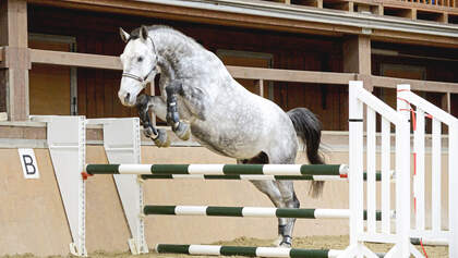 Freispringen für Einsteiger | cavallo.de