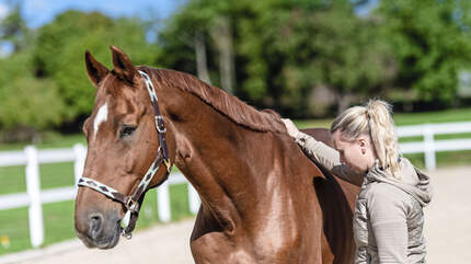Welche Berührungen Pferde wirklich genießen