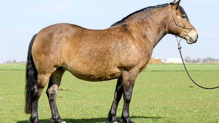 Pferde-Figur-Quiz: Dick, dünn oder genau richtig? | cavallo.de