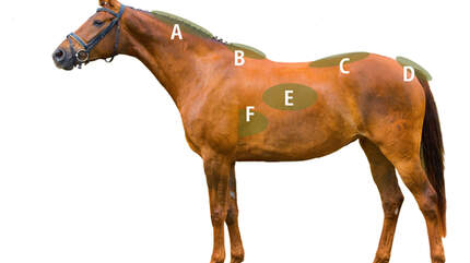 Was ist gesund? Richtwerte zum Pferdegewicht - plus Body Condition ...