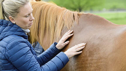Pferde-Figur-Quiz: Dick, dünn oder genau richtig? | cavallo.de