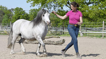Ponys sinnvoll trainieren: So geht kreatives Ponytraining