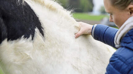 Pferde-Figur-Quiz: Dick, dünn oder genau richtig? | cavallo.de