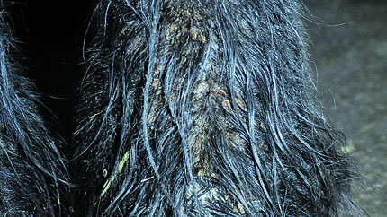 Räude beim Pferd: Ursachen, Symptome, Behandlung | cavallo.de