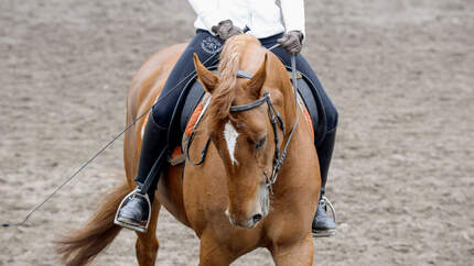 ECVM: Symptome, Diagnose & Behandlung | cavallo.de