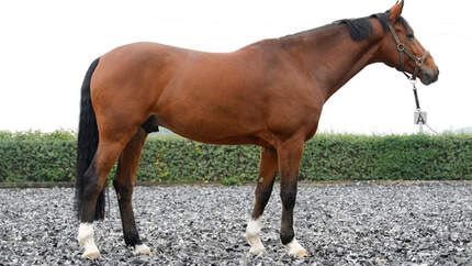 Was ist gesund? Richtwerte zum Pferdegewicht - plus Body Condition ...