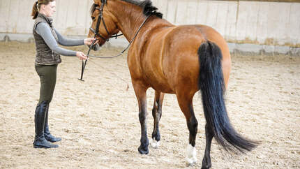 Tipps: Die richtigen Hilfen für Seitengänge | cavallo.de