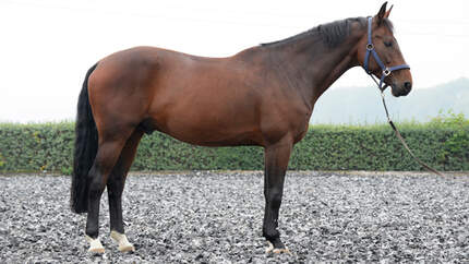 Was ist gesund? Richtwerte zum Pferdegewicht - plus Body Condition ...