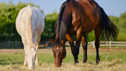 Magenpferde: Wie füttert man Pferde mit Magenproblemen?