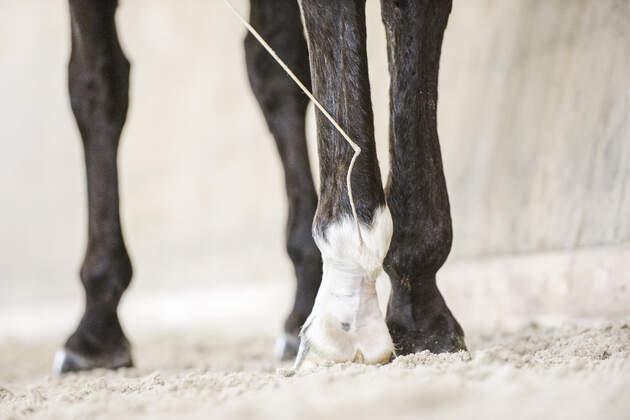 So schicken Sie Ihr Pferd richtig seitwärts | cavallo.de