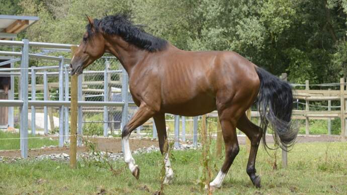 CAVALLO Magazin | cavallo.de