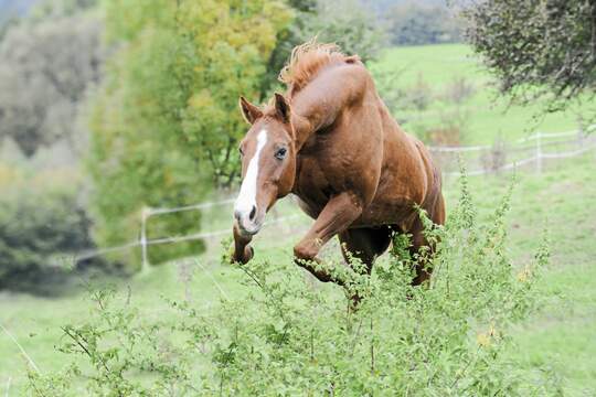 CAVALLO Magazin - cavallo.de